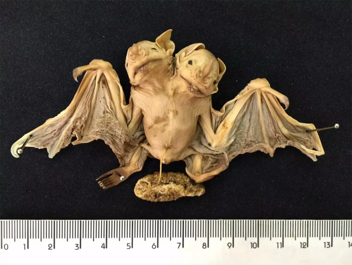 Anomalia biológica: morcego de duas cabeças