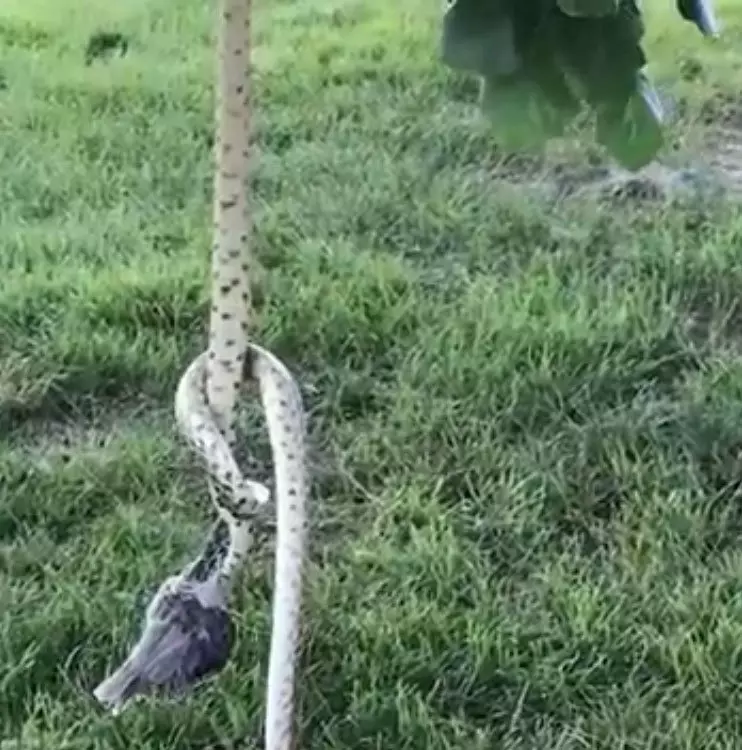 Cobras são selecionadas um do outro um pássaro: vídeo