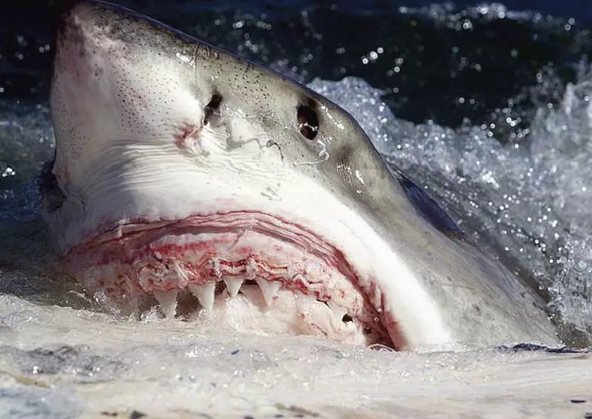 Liels balts haizivs uzbruka tūristu Ēģiptē