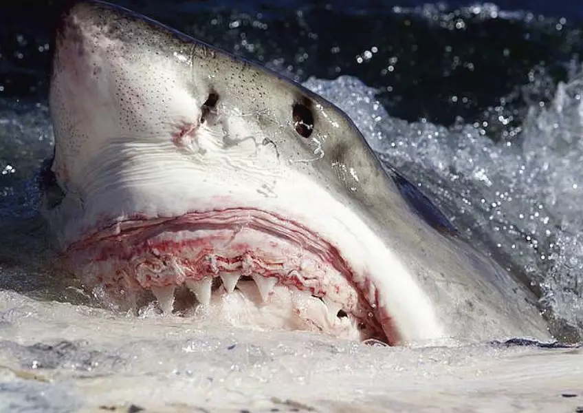 Large white shark attacked tourist in Egypt