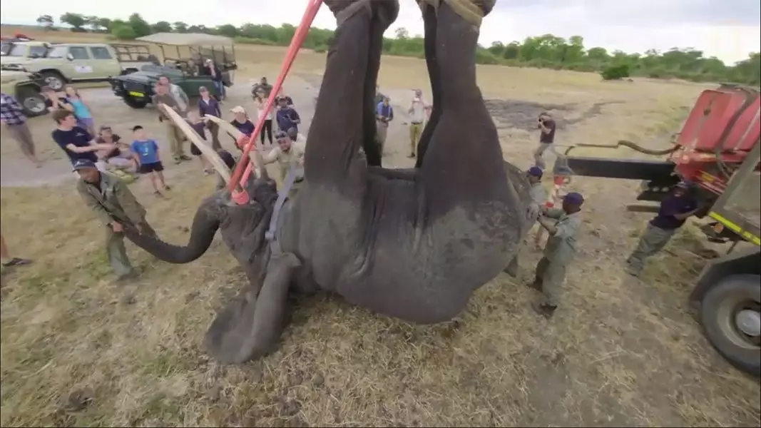 აქვს დრო 240 წამი: როგორ ტრანსპორტირება სპილო?