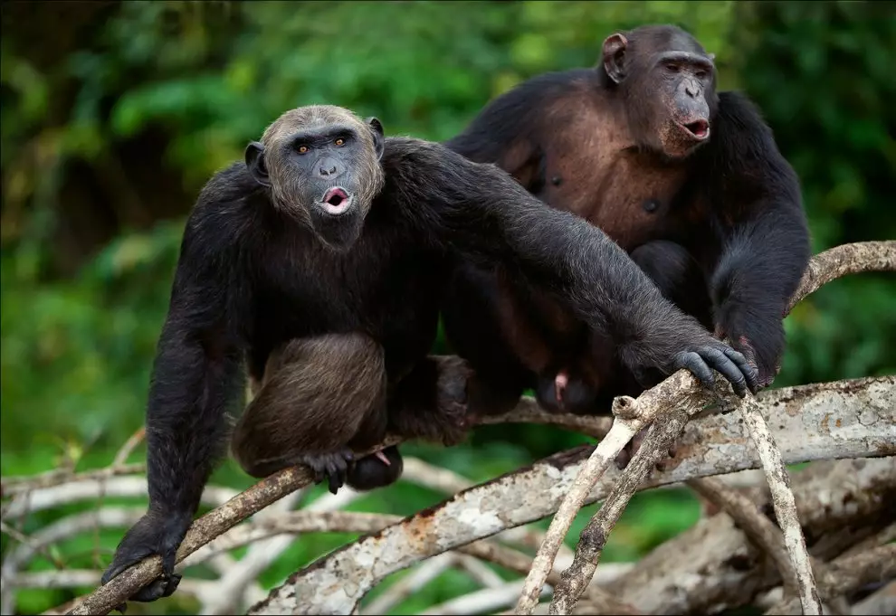 Chimpanzee "tosh, qaychi, qog'oz" o'ynashni o'rgandi