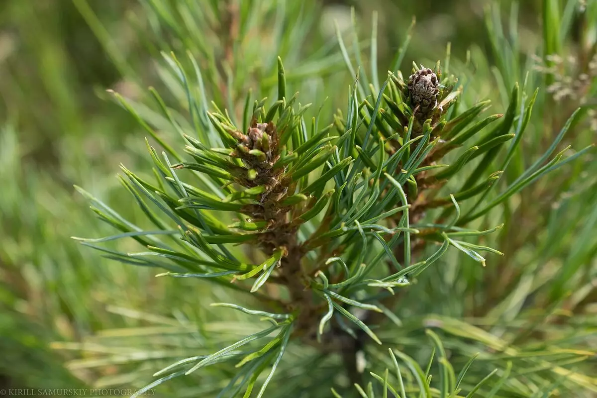 Cedar returns to Altai