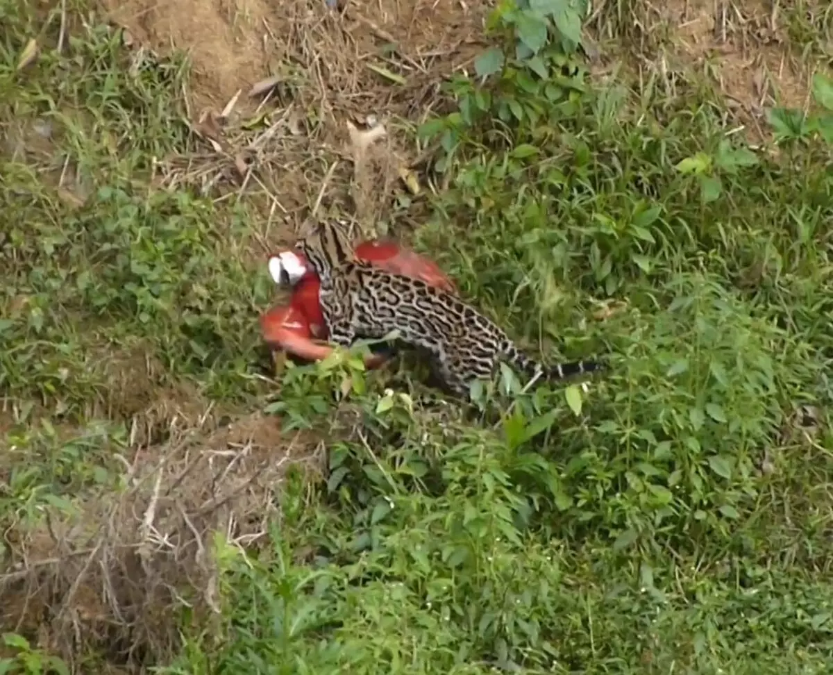 Ocelot grep papegojan framför turisterna: Video