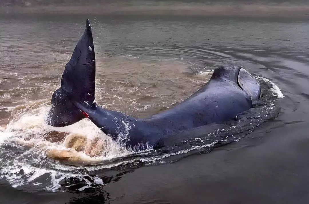 Wat sal gebeur met die walvis vas op 'n skande in die Khabarovsk Territory?