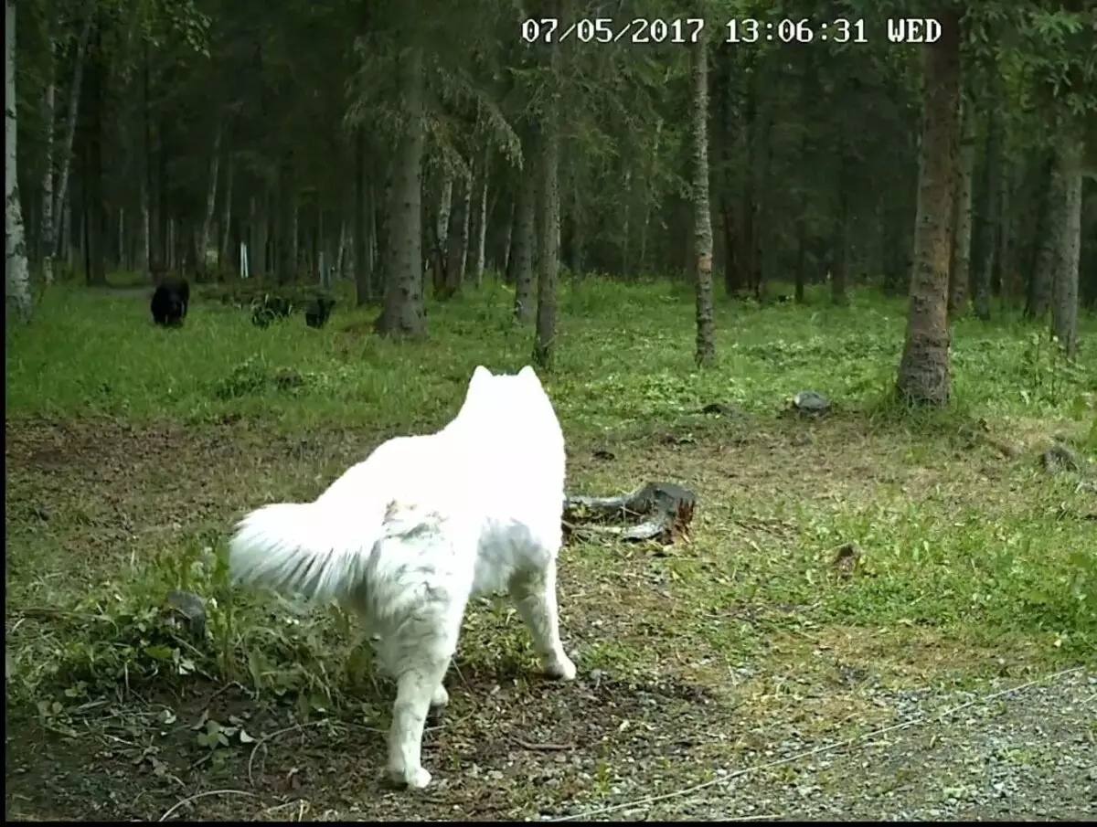 O cão salvou os militares do urso: vídeo