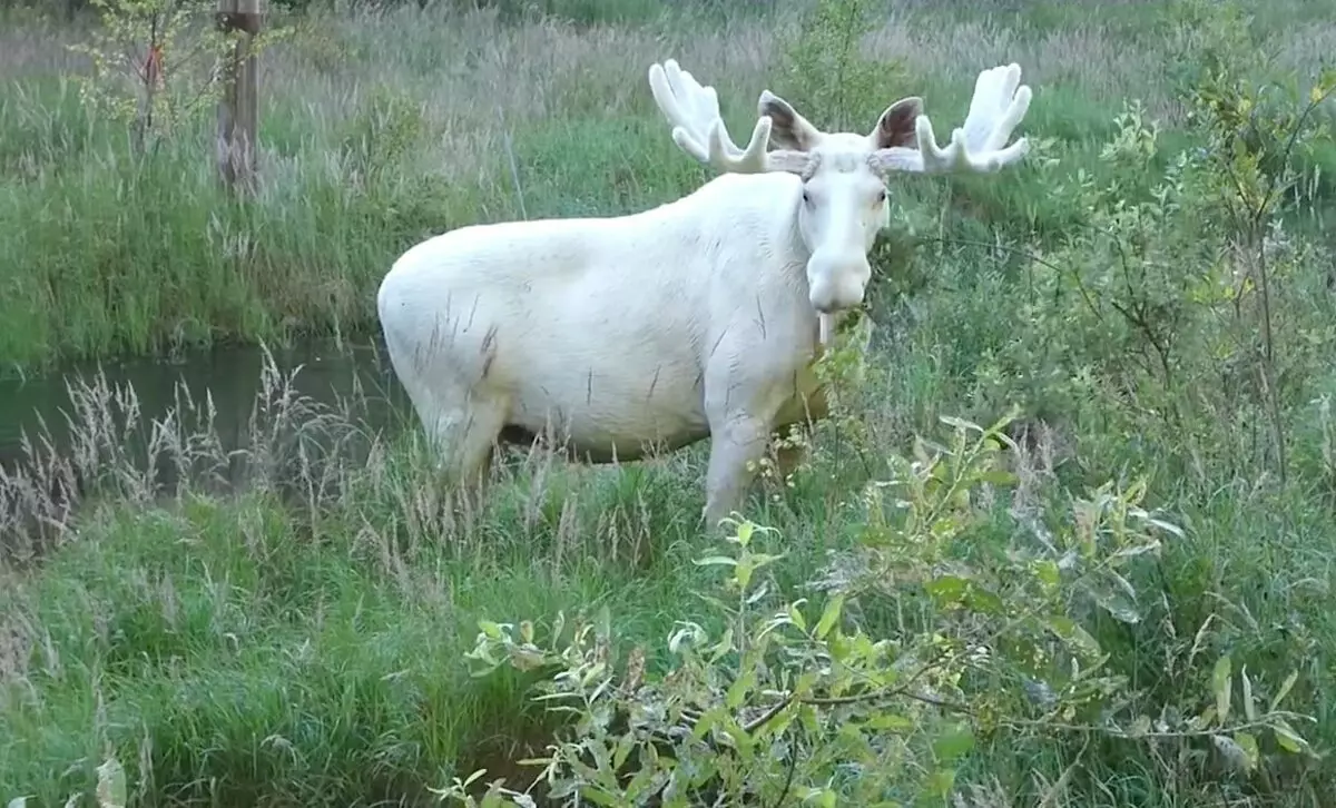 একটি সাদা Elk সঙ্গে মুখোমুখি: বিরল ভিডিও