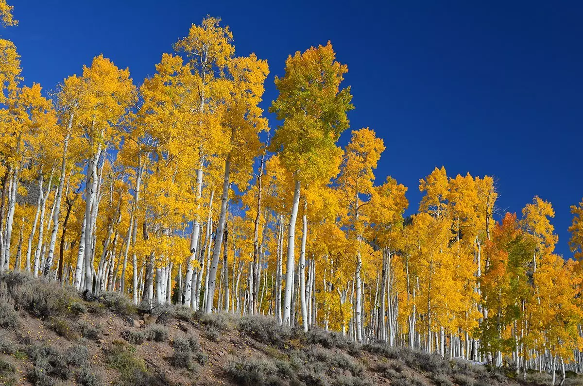 Clonage arbres: le plus grand organisme de la planète