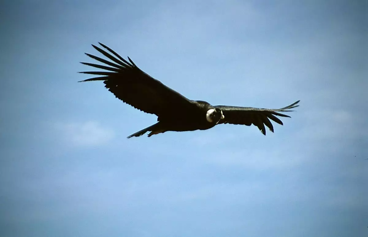 Malati condor ritorna a una persona che ha salvato la sua vita: video