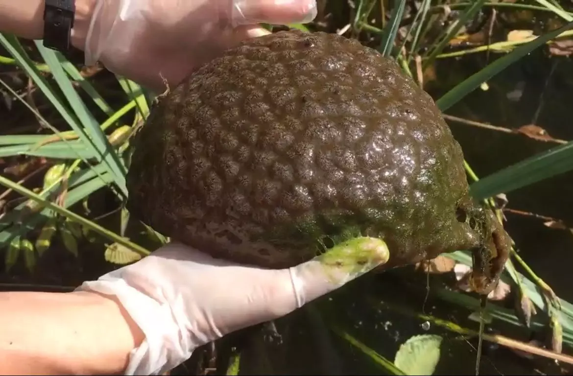 V Vancouver City Park živi bitje, podobno možganom: Video