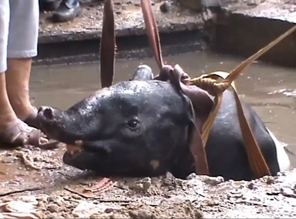 გაქცევა ზოოპარკიდან: Tapir დაკარგა და დაეცა წყალში
