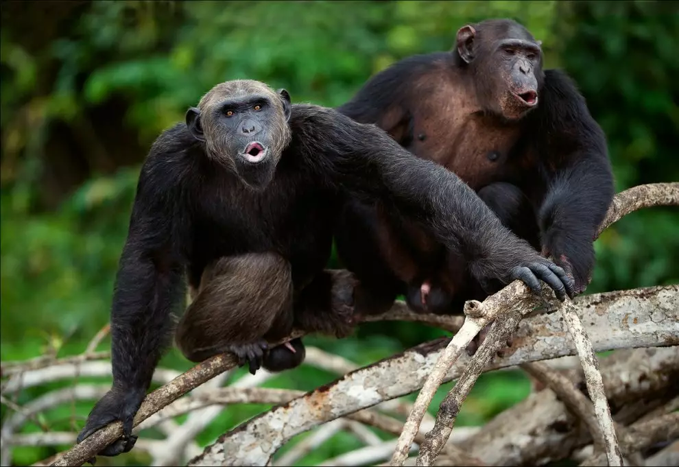 ເດັກນ້ອຍແລະ chimpanzees ສື່ສານກັບທ່າທາງທີ່ຄ້າຍຄືກັນ