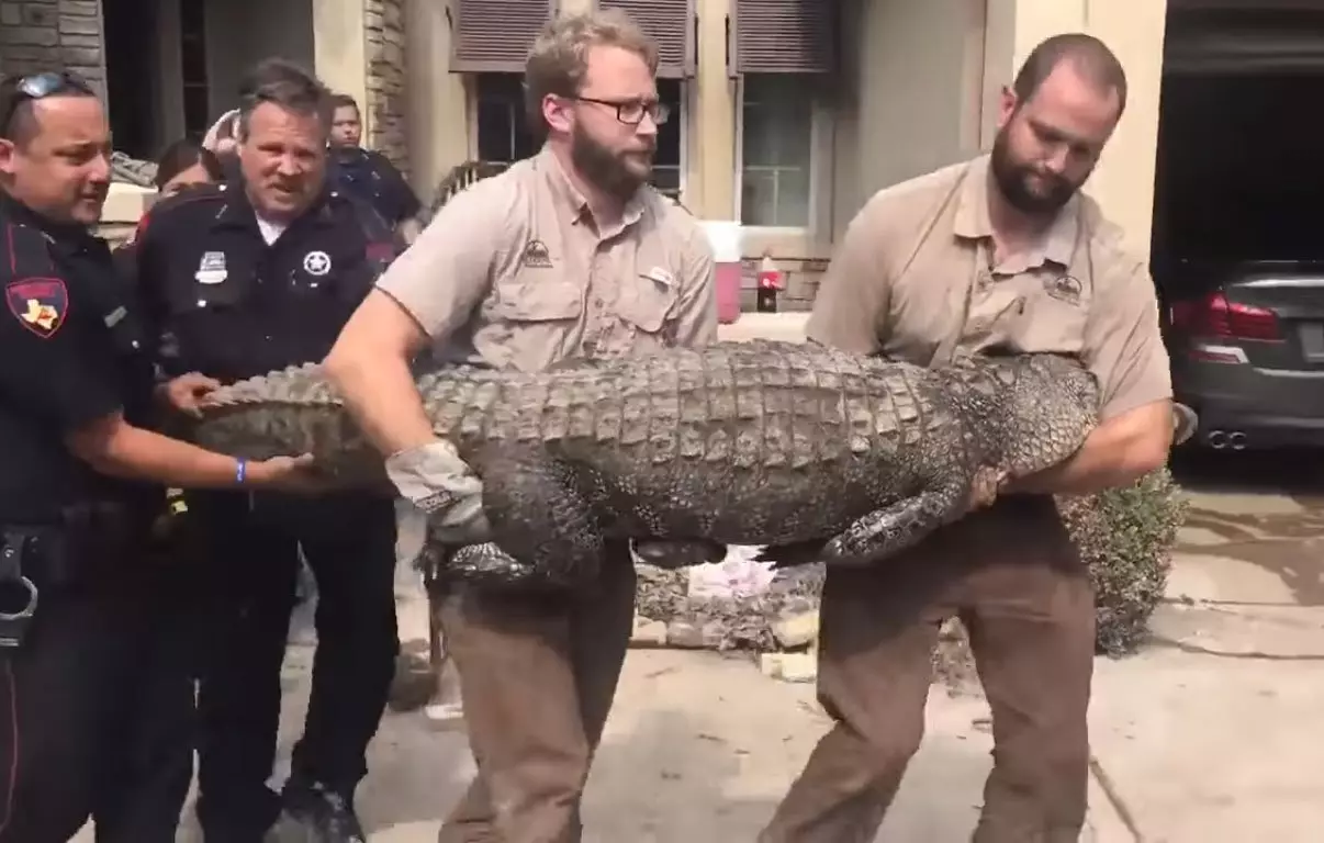 Alligator berlayar di rumah perumahan Texas: Video
