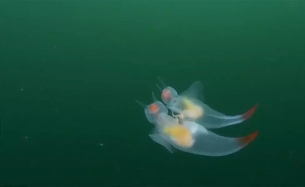 સમુદ્ર એન્જલ્સનો પ્રેમ નૃત્ય: વિડિઓ