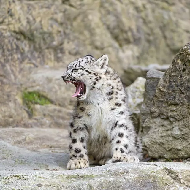 Snow Leopard Young Hit Video