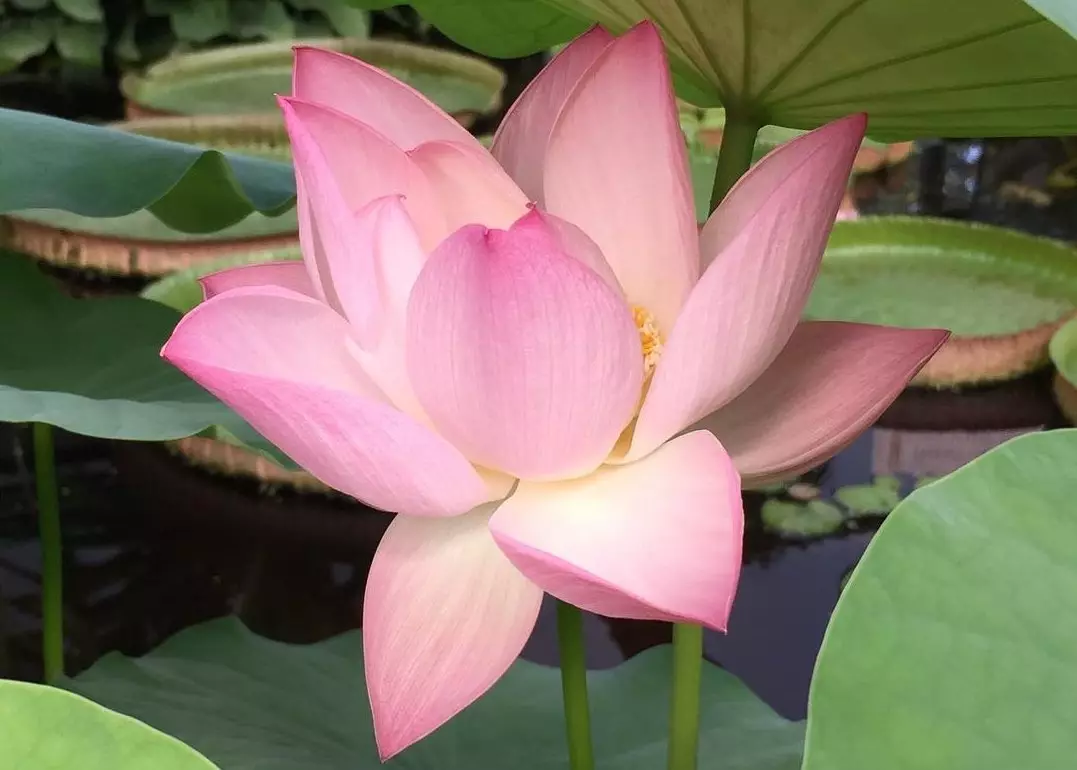 Lotus nötter blomstrade plötsligt i