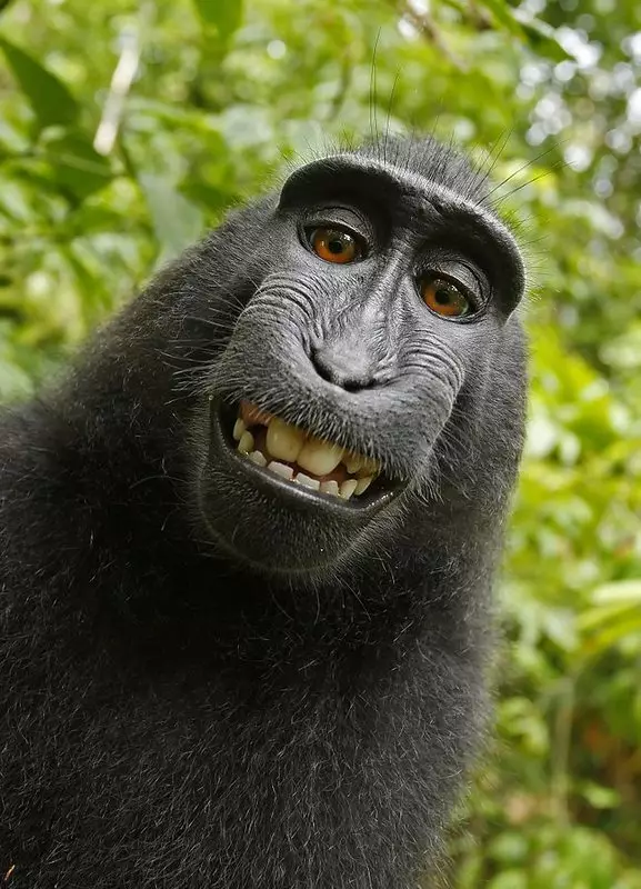 Mashhur maymunlar: mualliflik huquqi bo'yicha yangi sud qarori