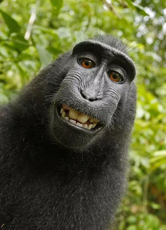 Berømte Selfie Monkeys: En ny opphavsrettsbeslutning