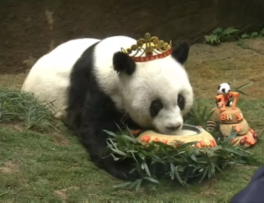 Världens äldsta panda dog