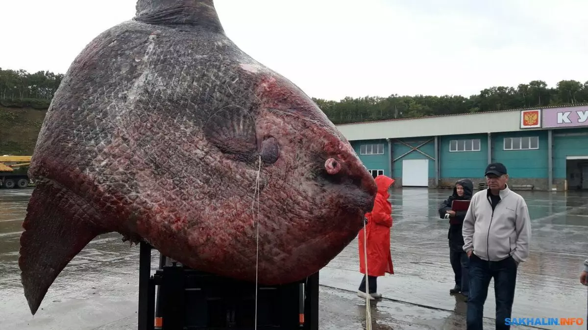 Ghabhtar go mór le héisc ghealach ollmhór agus tógtha go dtí líonadh talún