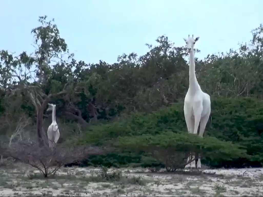 Snow-ağ giraffes: nadir görüş