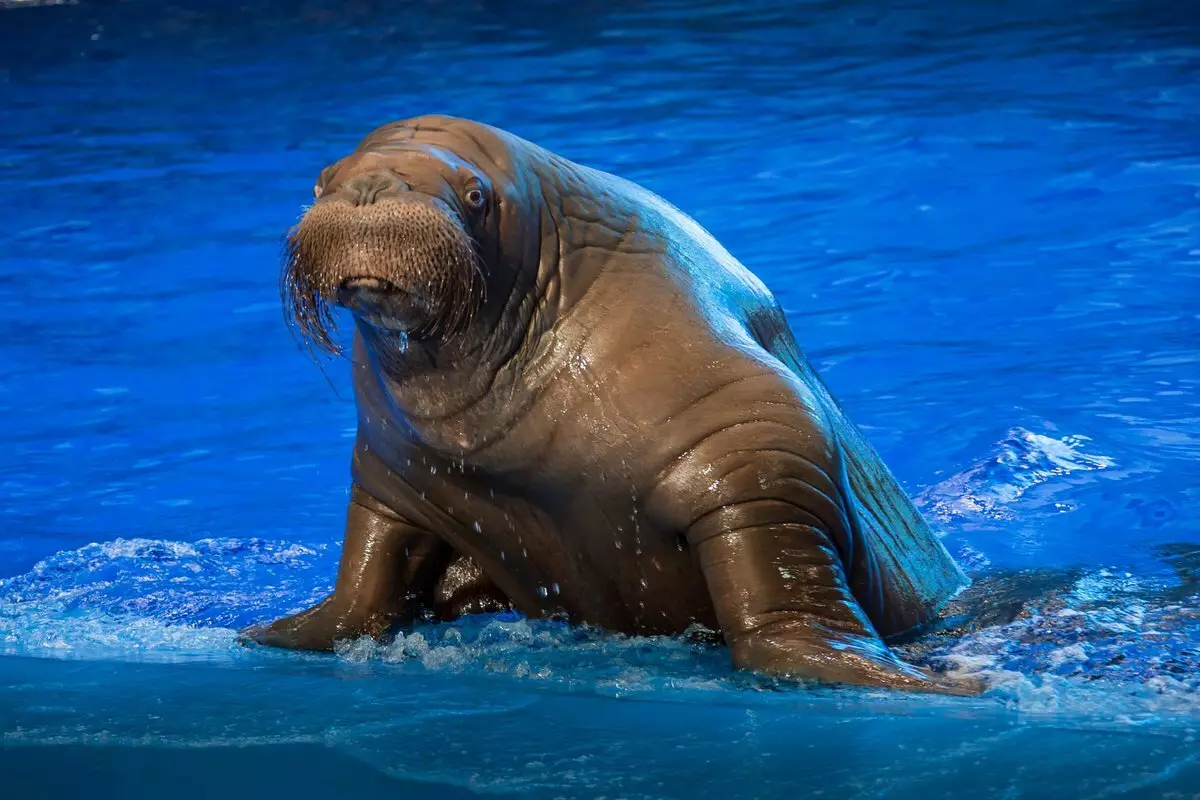 Í Primorsky Oceanarium, dýra halda áfram að þjást