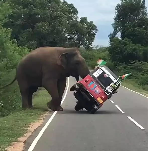 Jak nie nakarmić słoni: wideo