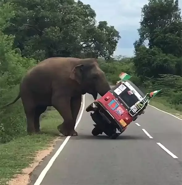 ആനകളെ എങ്ങനെ പോഷിപ്പിക്കരുത്: വീഡിയോ