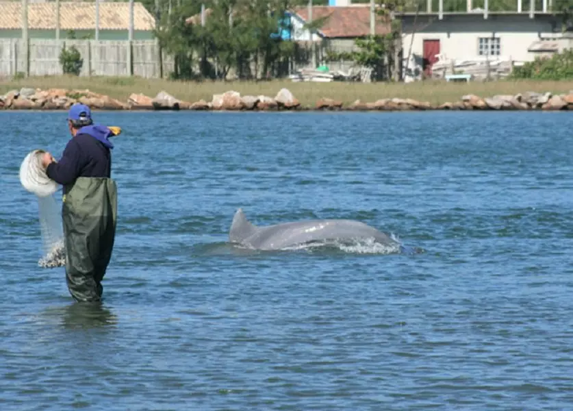 Dolphins mbantu wong nyekel iwak: Video