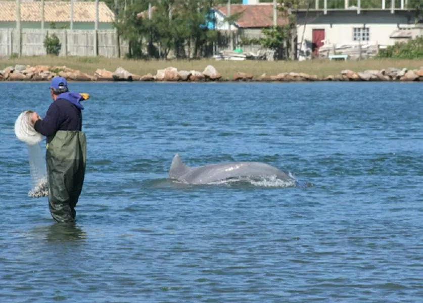 Dolphins na-enyere ndị mmadụ aka ijide azụ: video