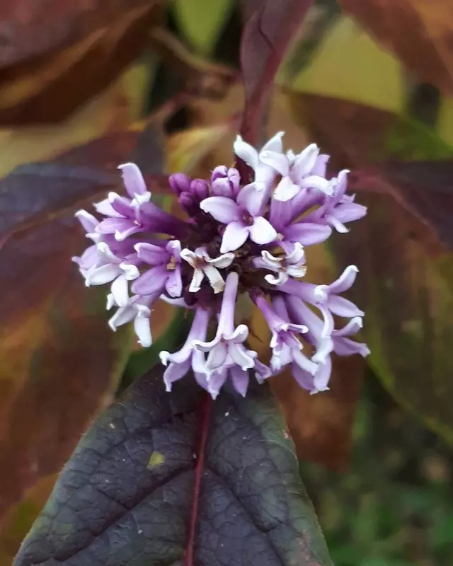 Outono en Rusia: Flores Lilac en todo o país