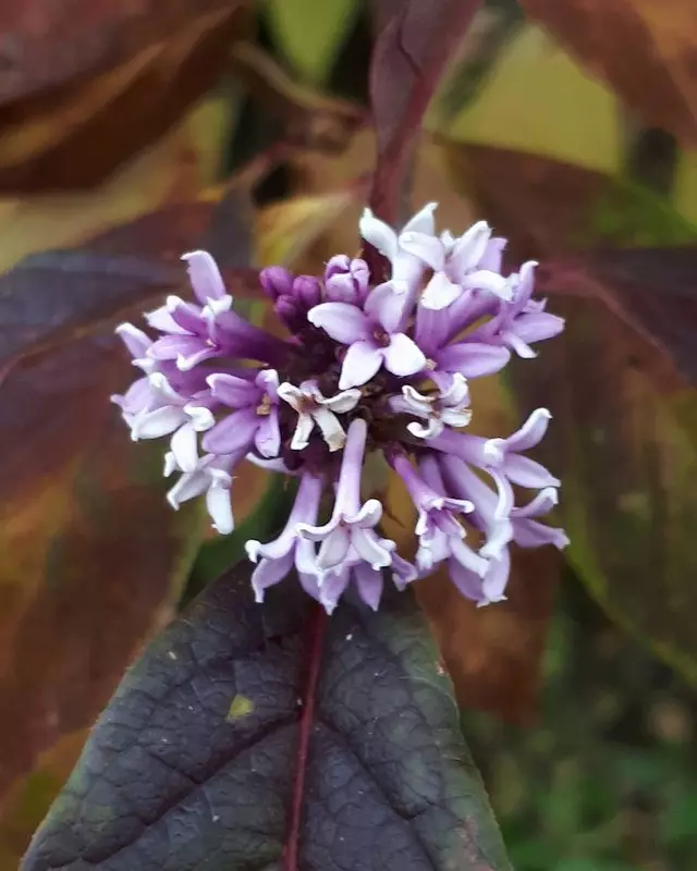 Autumn muRussia: Lilac maruva mhiri kwenyika