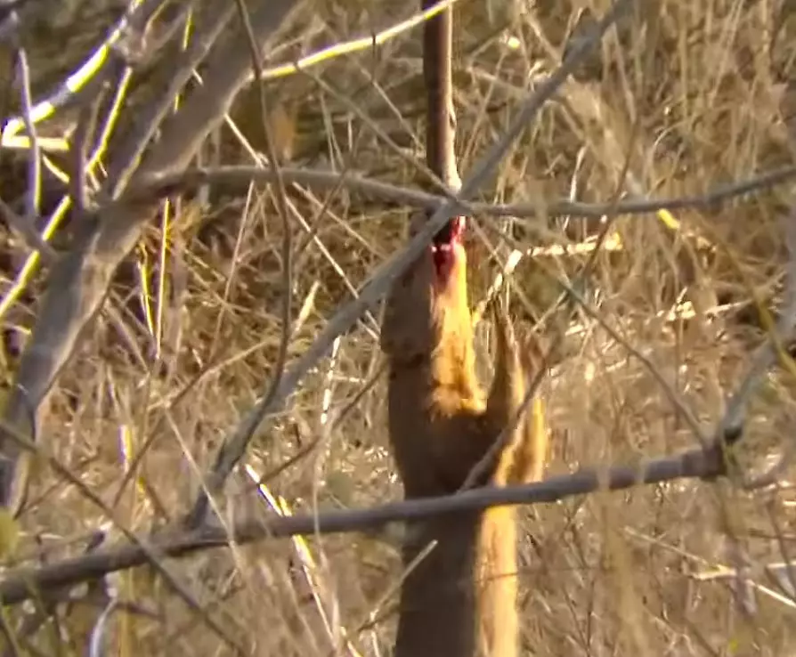 Waarom de mangown is opgehangen op de slang: video