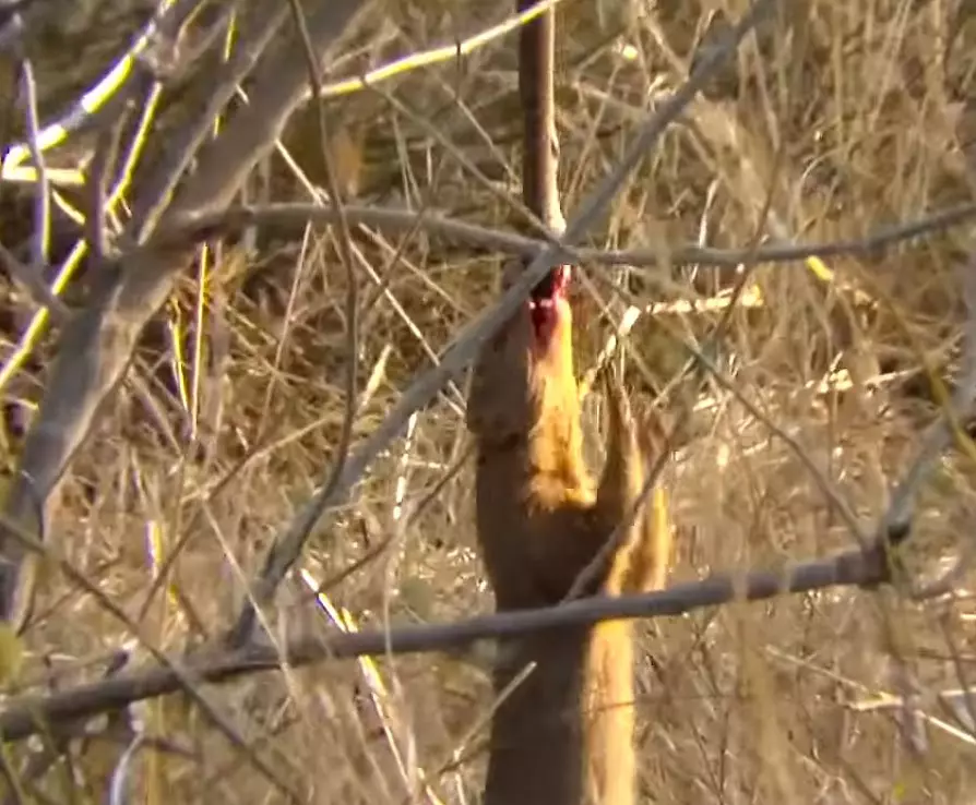 Aisea ua tautau ai le mangown i le gata: Vitio