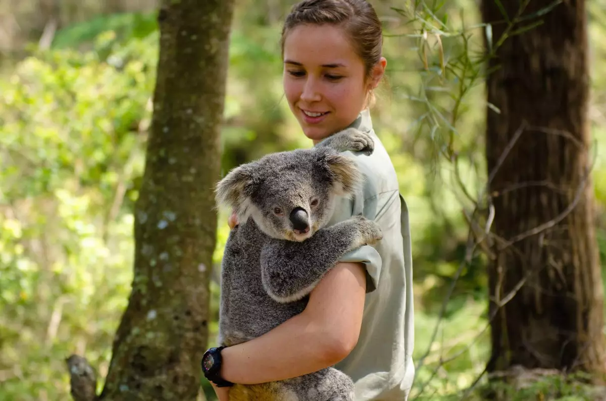 Koala從動物園裡跑出來尋找合作夥伴：視頻