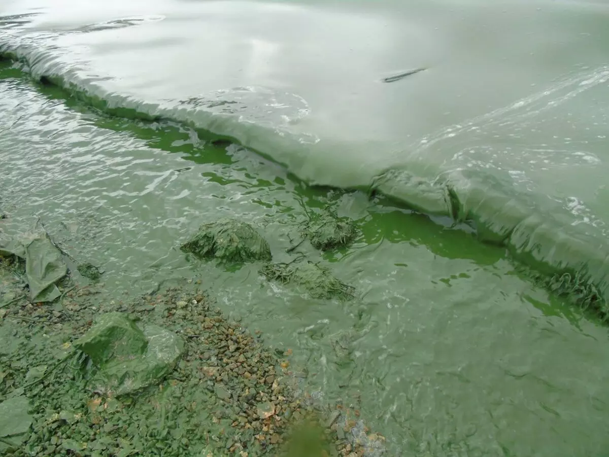 Чому позеленіло водосховище під Нижнім Тагілом: фото і відео