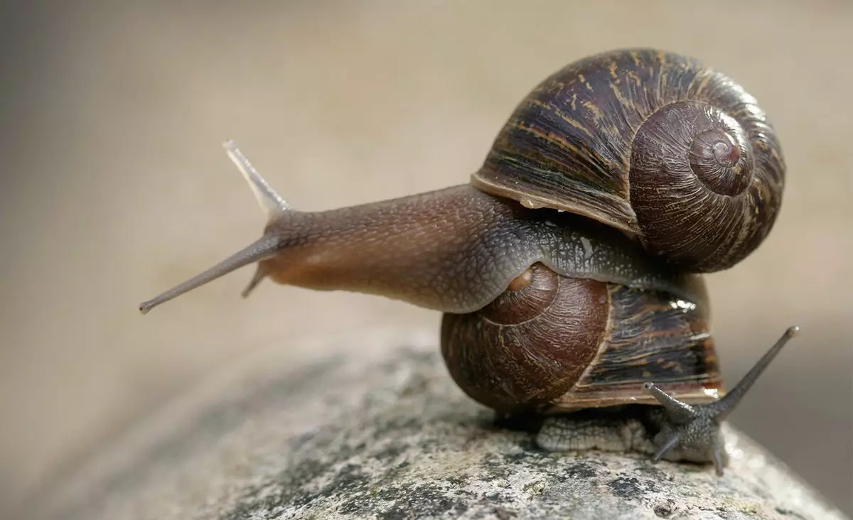 Leafde foar de dea: Hoe fûnen se in pear snail-lesem