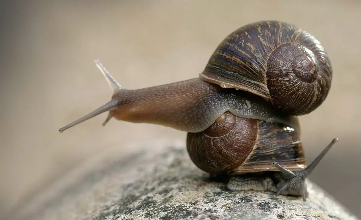 Szerelem a halál előtt: hogyan találtak egy pár csiga-leshemet