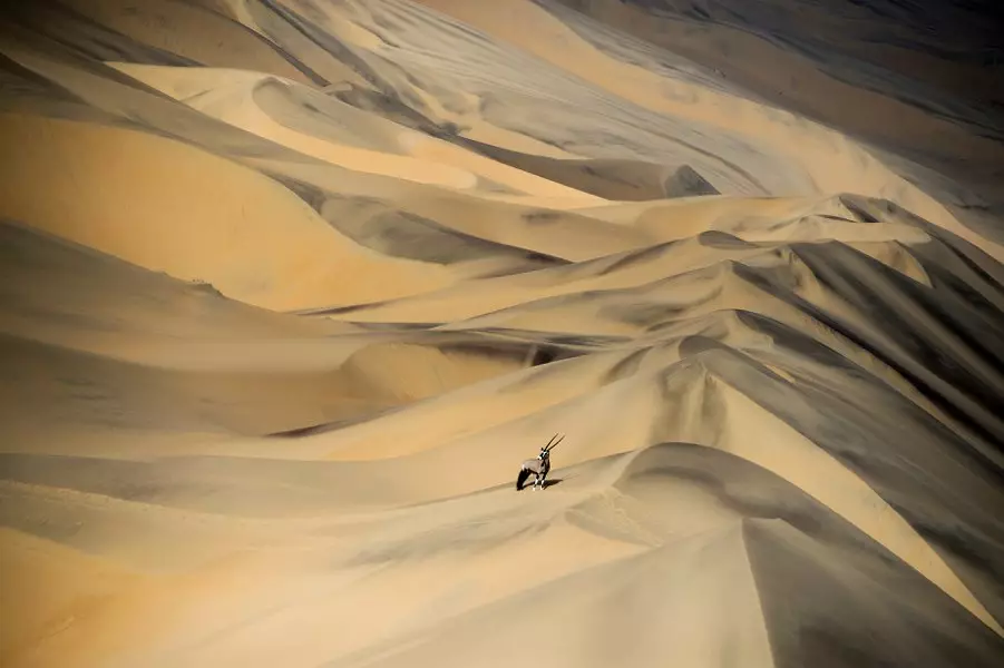 Desert Namib: Sandbox por elefantoj