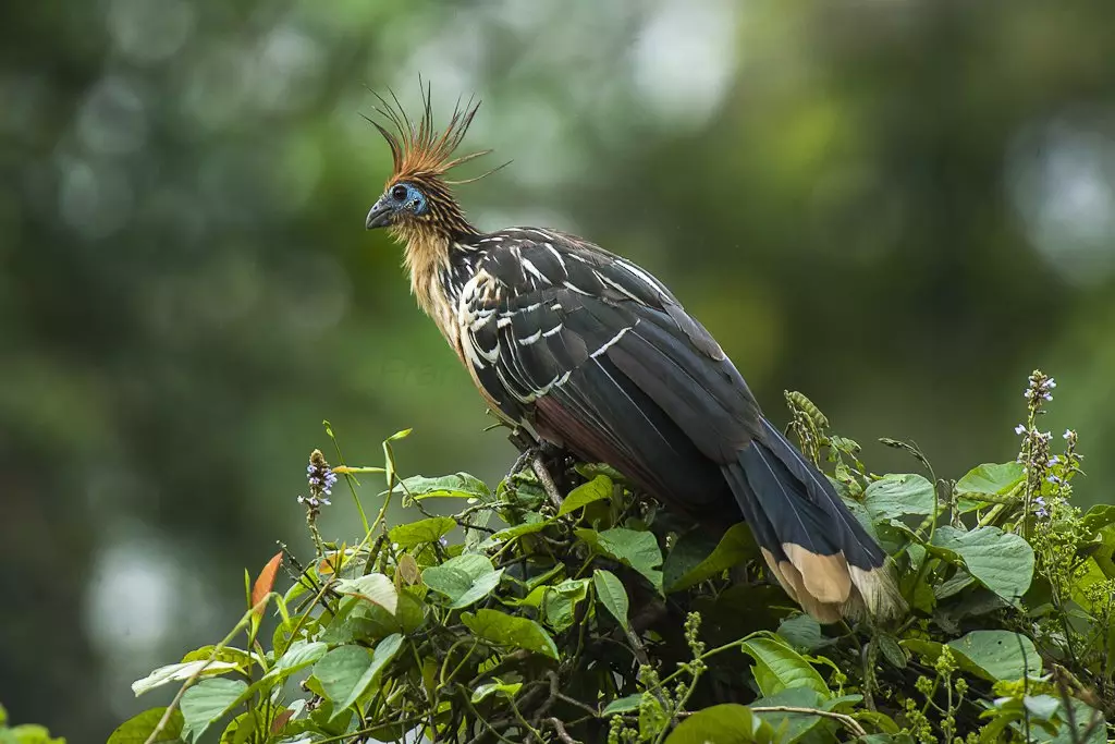 Goacin: Kukongola koyipa kotentha