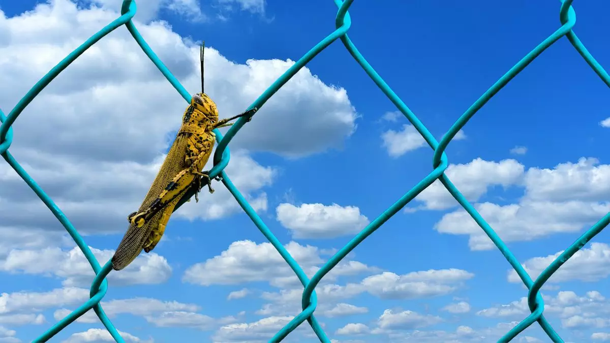 Ideje megverni a riasztást: a rovarok Németországban eltűnnek