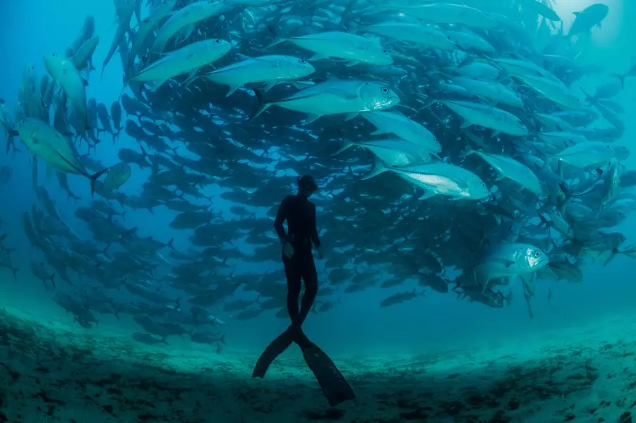 Ecosystem, e le o se togalaau fualaʻau: Faʻafefea ona sefe