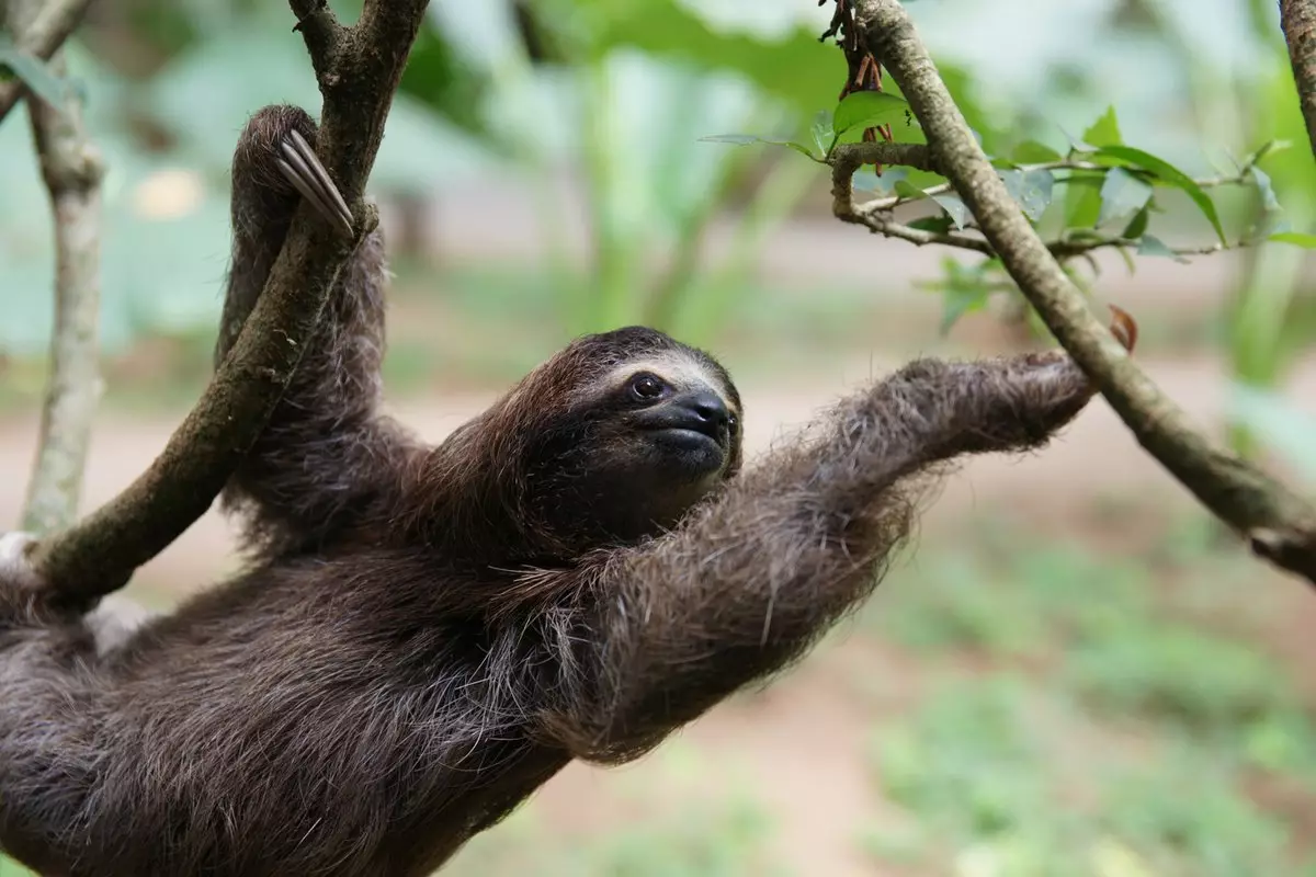 ເສລີພາບຫຼື selfie. ເປັນຫຍັງຜູ້ຕັດເຫລັກທີ່ຈັບເອົາ sloth