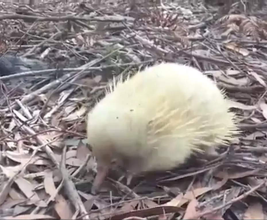 Echidna Albinoはどのようなものです：レアビデオ