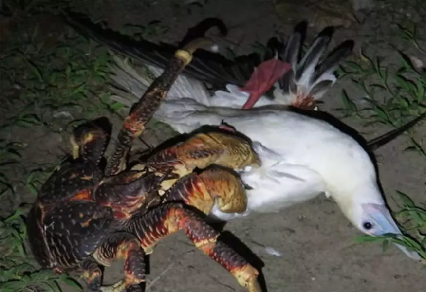 Sebagai Perburuan Pencuri Palm pada Burung: Video