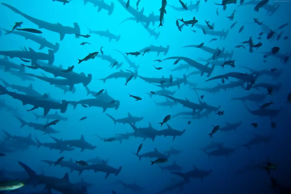 Un centinaio di squali-martelli navigò subacquei passati: video