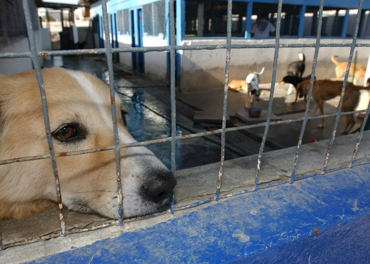 Di Rusia, menguatkan hukuman karena melanggar hewan