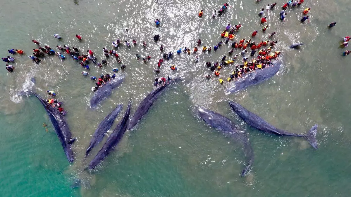 Hvordan i Indonesien Kashalotov reddet: Video