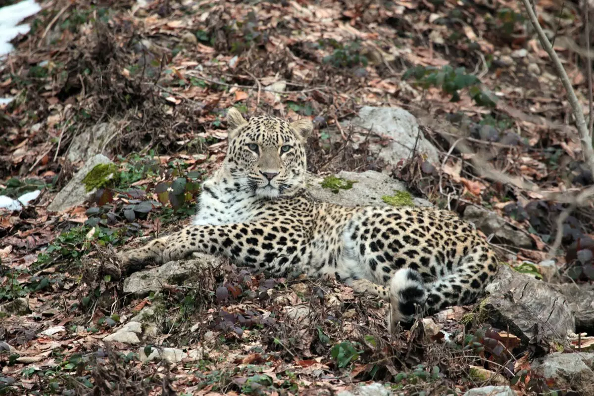 Leopard Victoria omwe amapezeka ku Abkhazia