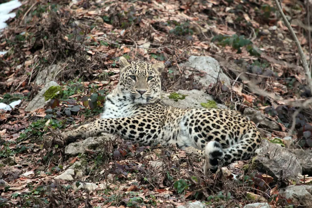 Leopard gefunden Victoria in Abchasien